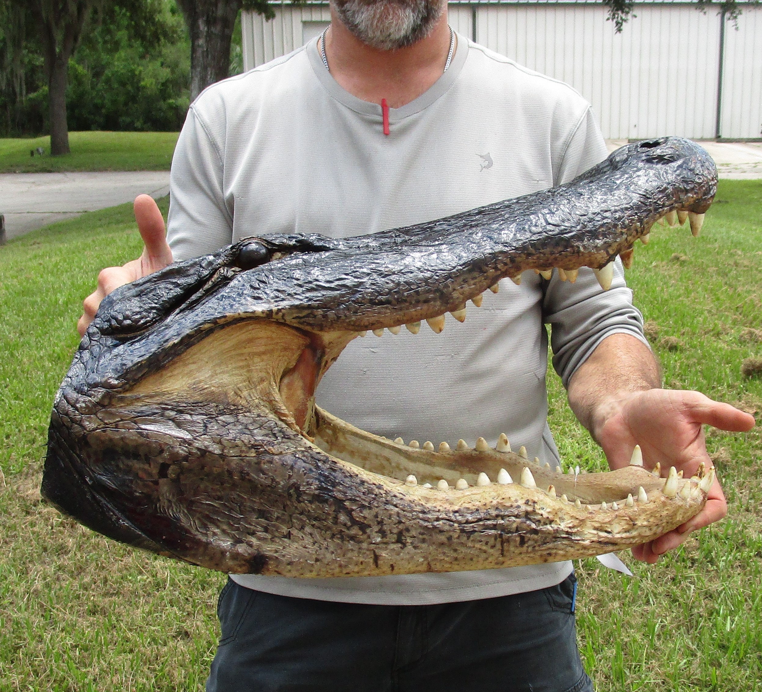 Taxidermy Real Alligator Head Decor Gator - conexao085.com.br