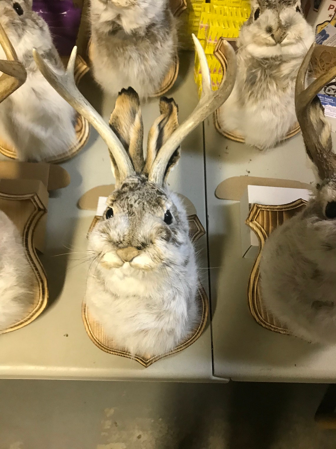 SPECIAL Jackalope Shoulder Head Mount Taxidermy - Etsy
