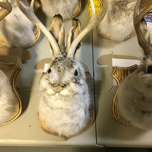 SPECIAL Jackalope Shoulder Head Mount Taxidermy Mounted 4 6 Point ...