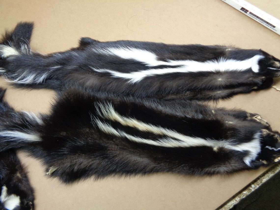 Real Large Tanned V Stripe Skunk Hide Fur Pelt Face Tail | Etsy