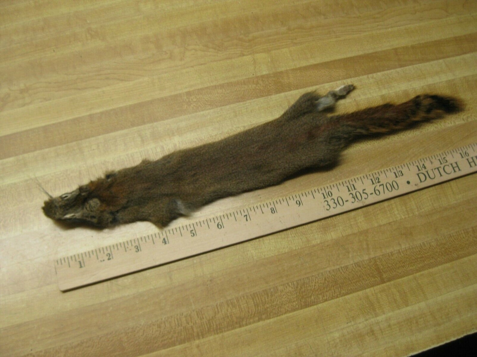 Real Tanned Canadian Red Squirrel Hide Fur Pelt Face Tail - Etsy