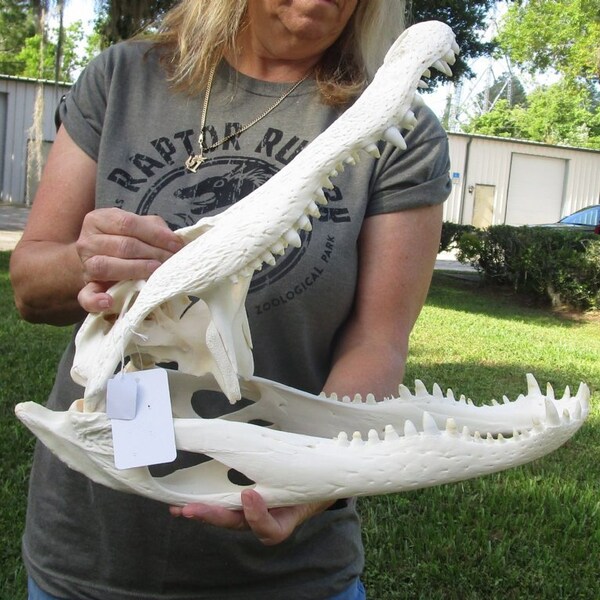 Alligator Skull - Etsy