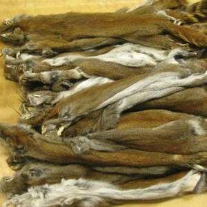 Real Canadian Red Squirrel Pelt Hide Fur With Tail 15-16 Inches grade 1 ...