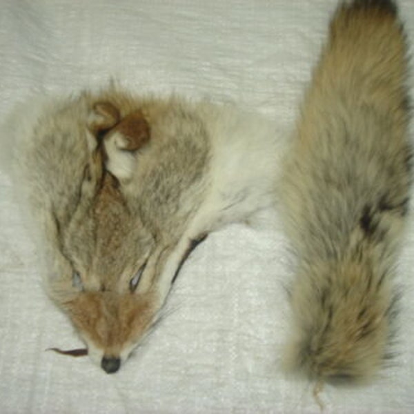 Coyote Tail - Etsy