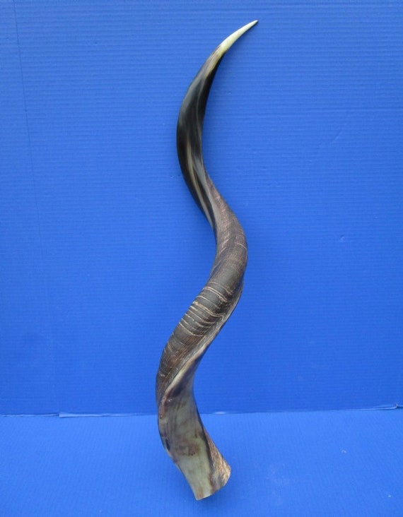 African Kudu Horns