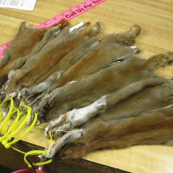 Taxidermy Squirrel Pelt - Etsy