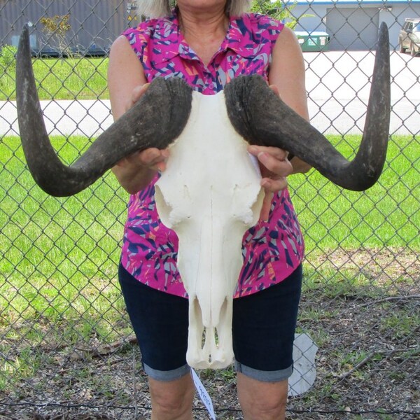 Wildebeest Teeth - Etsy