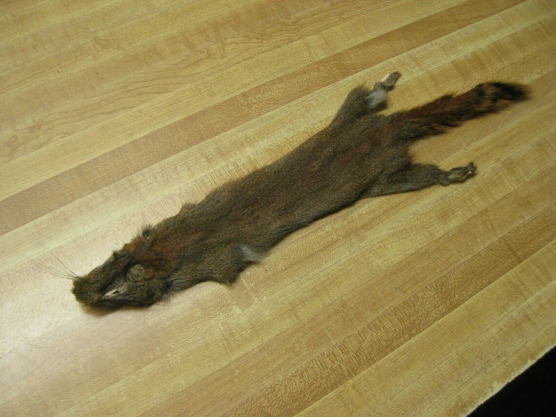 Real Tanned Canadian Red Squirrel Hide Fur Pelt Face Tail - Etsy