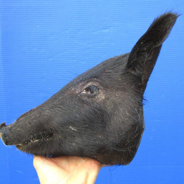 Boar Taxidermy - Etsy
