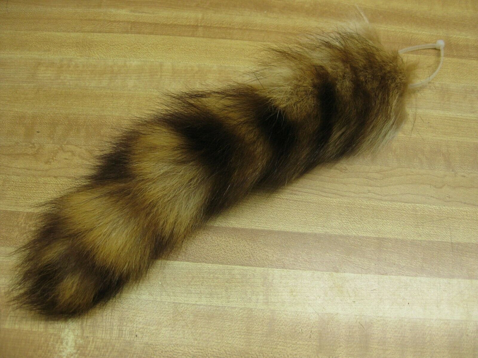 Home Décor Taxidermy & Curiosities Home & Living Grade #1 Real XL ...