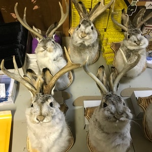 SPECIAL Jackalope Shoulder Head Mount Taxidermy Mounted 4 6 Point ...