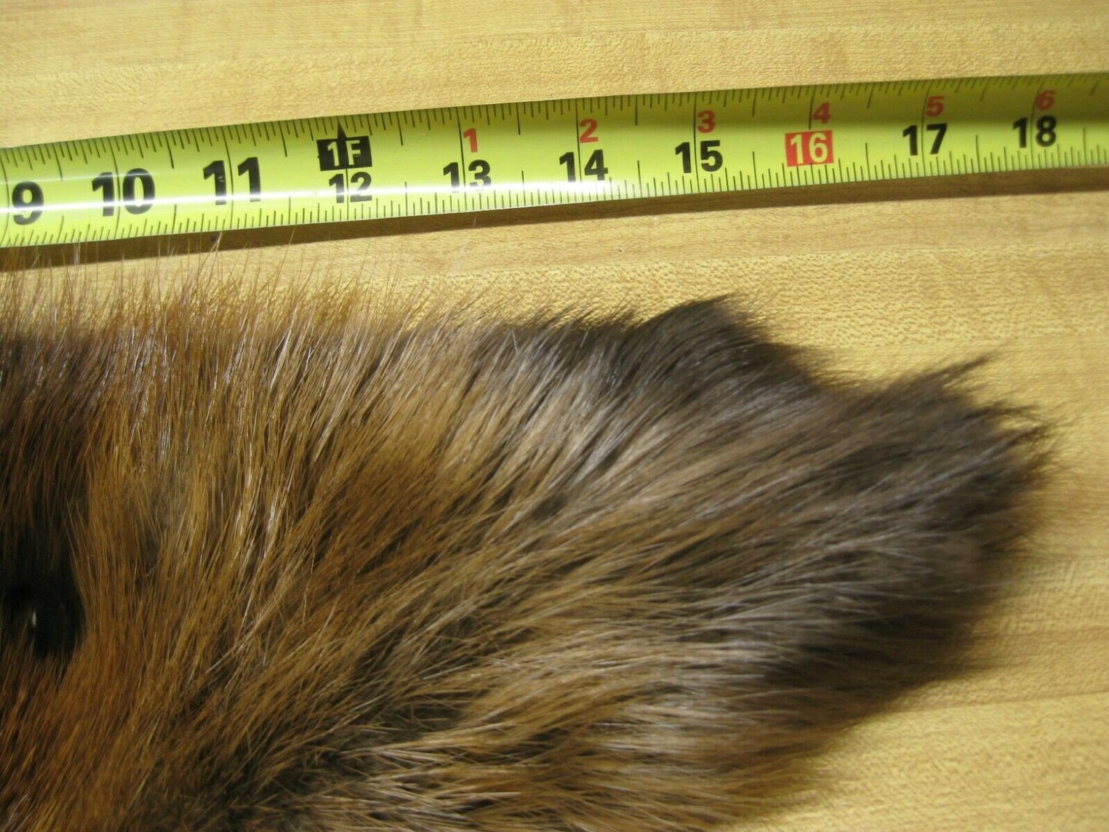 Three Real Super Soft Tanned Beaver Face Faces With Out the | Etsy