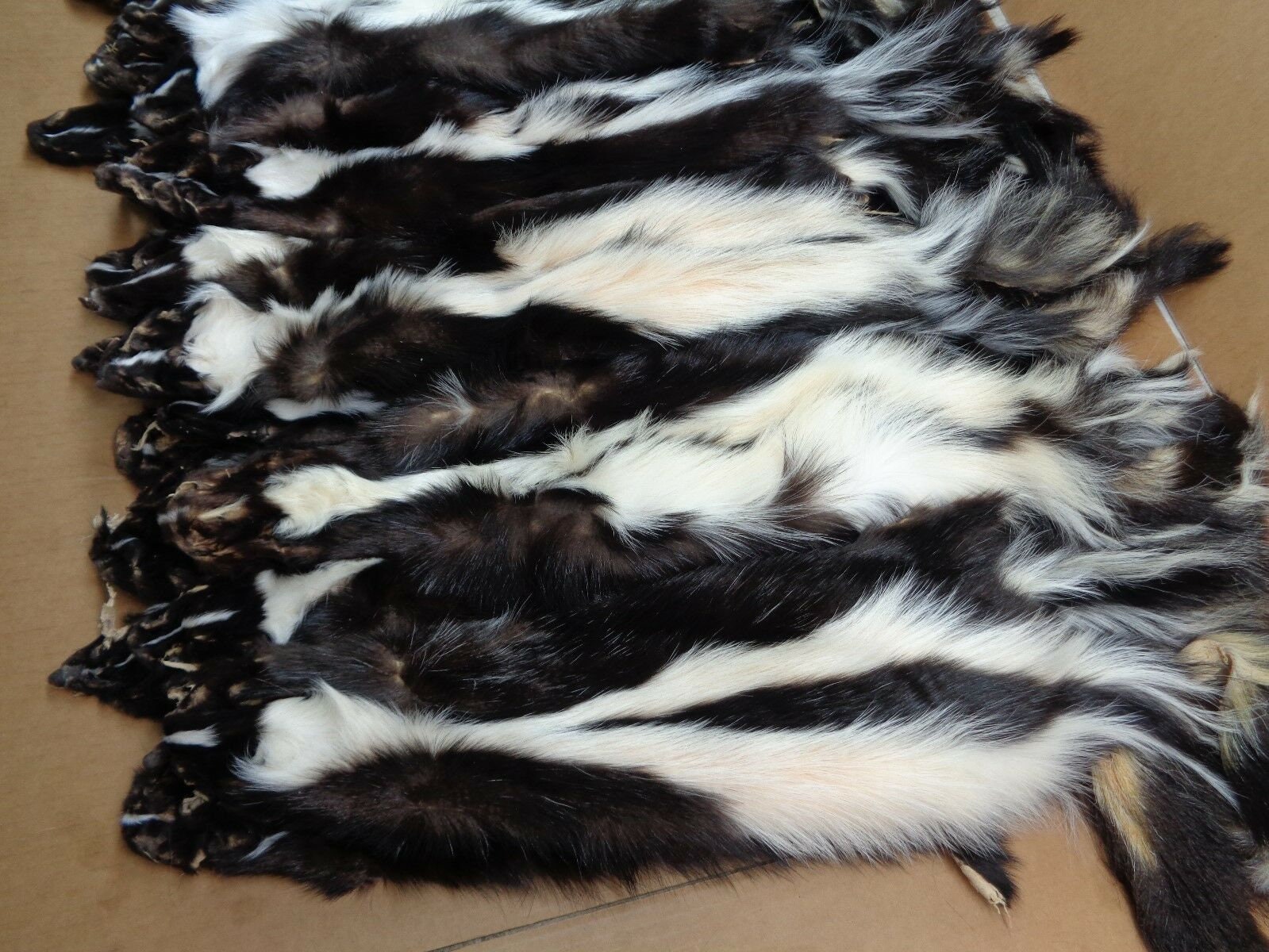 Real Medium Tanned Skunk Hide Fur Pelt Face Tail Winter Prime | Etsy