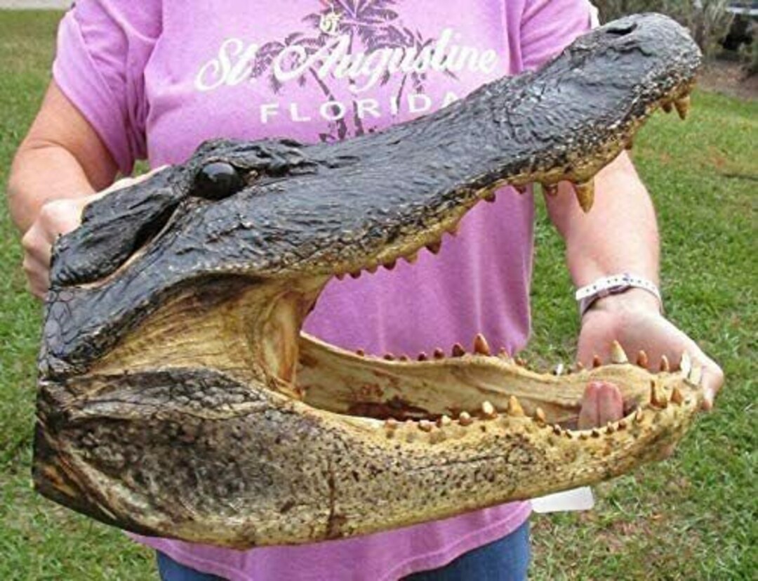 18 Real Alligator Head From a 11 Foot Louisiana Gator Taxidermy Swamp ...