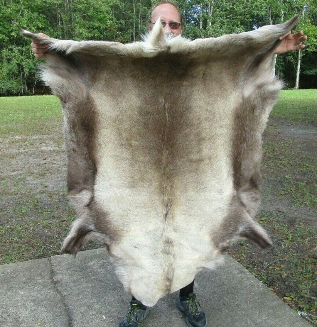 Real Soft Tanned Reindeer Caribou Pelt 47 Long X 33 Wide Taxidermy Hide ...