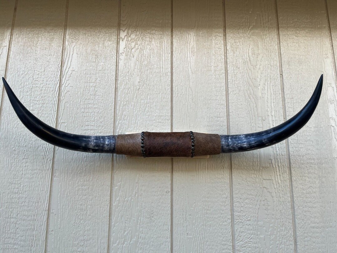 Real Mounted Steer Cow Bull Texas Long Horns 34 Inches One Set Only - Etsy