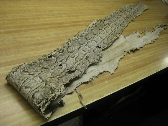 Real Giant African Python Tanned Snake Skin 120 L by 8 | Etsy