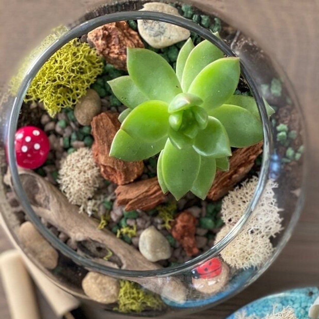 Forest Theme - DIY Terrarium Kit | Succulent Terrarium, Plant Lover ...