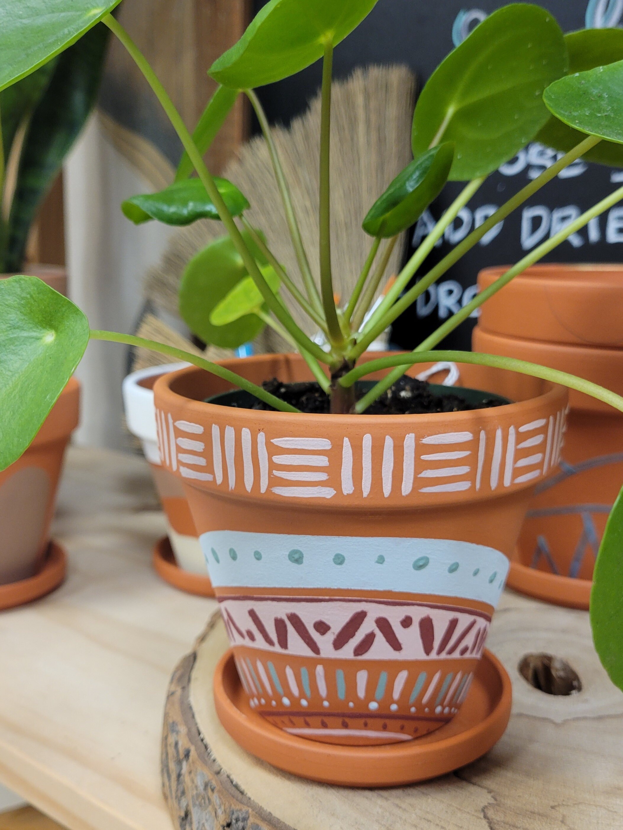 Paint & Plant Kit - Boho Design | Indoor Plant Pot Painting Kit With ...