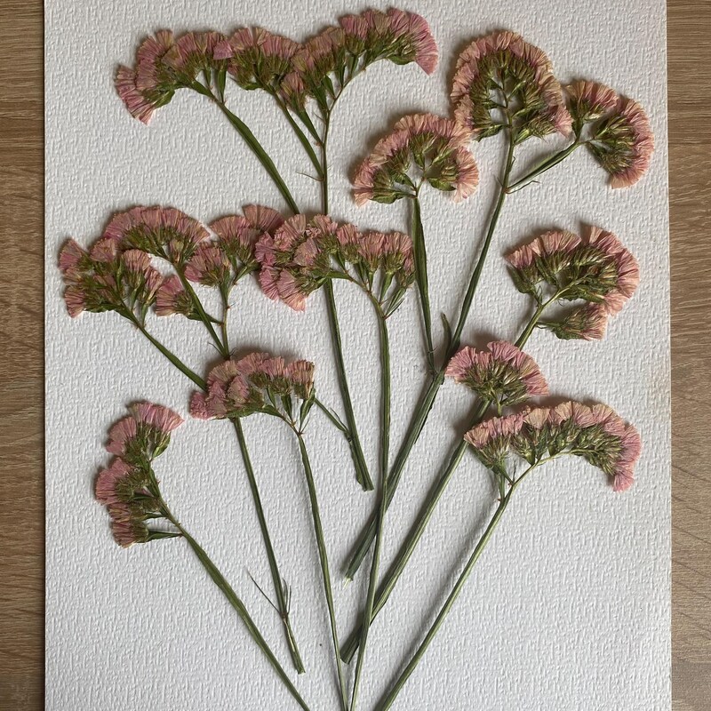 Statice Seeds - Etsy