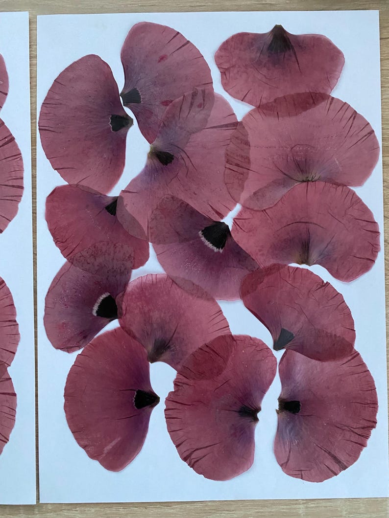 Pétalos de flor de amapola prensados 30 piezas - Etsy España