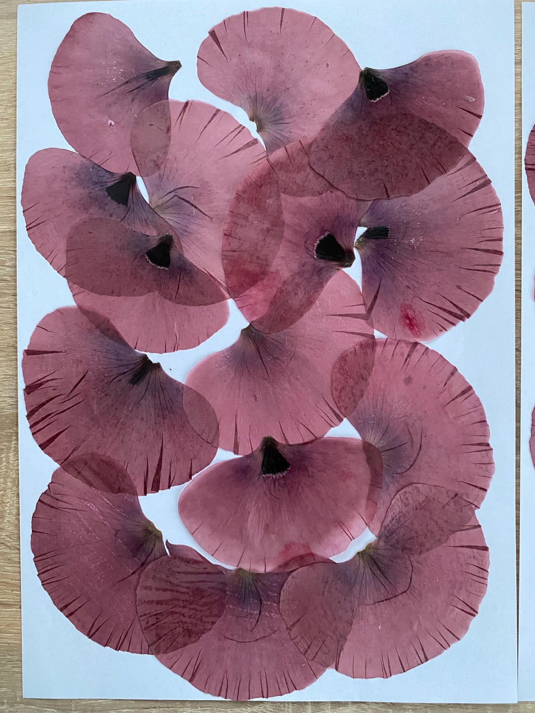 Pétalos de flor de amapola prensados 30 piezas - Etsy España