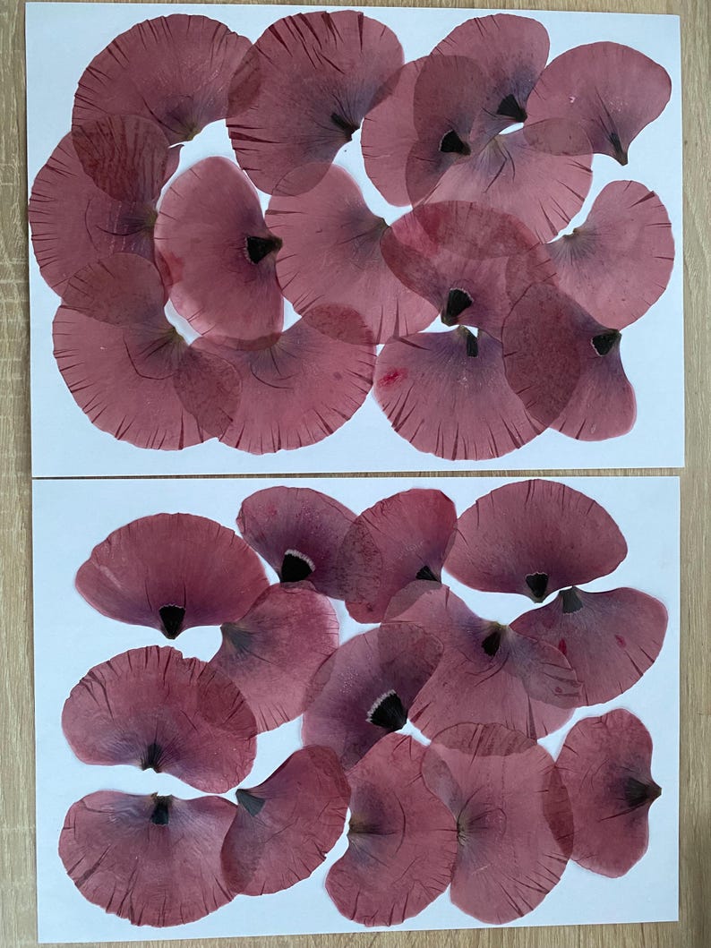 Pétalos de flor de amapola prensados 30 piezas - Etsy España