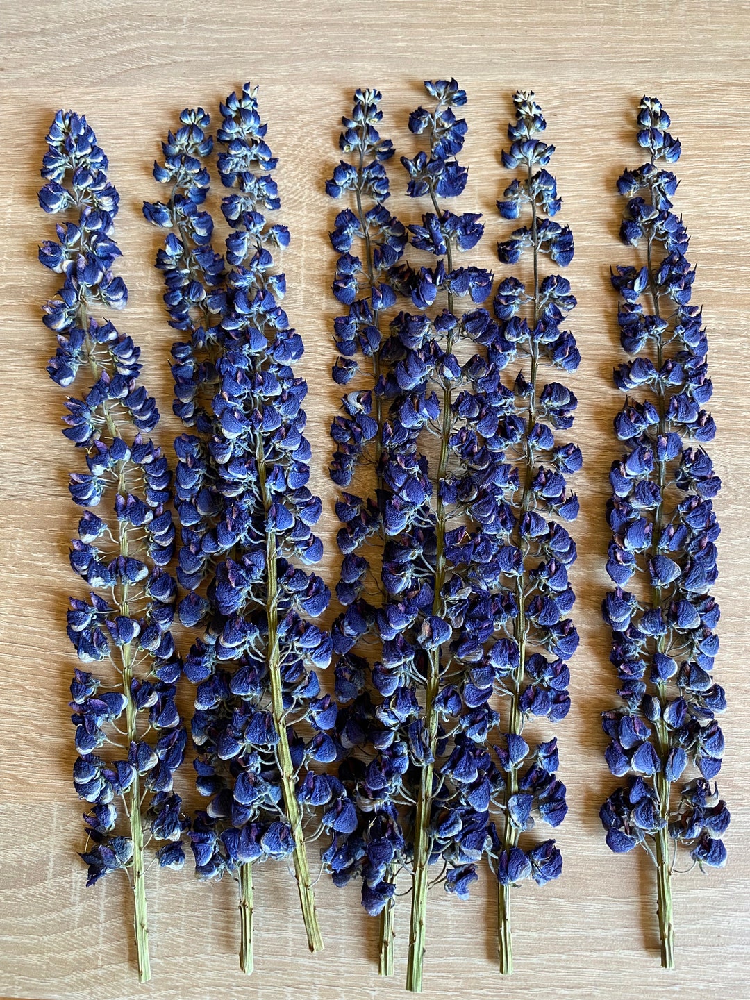 Dried Lupine Bluebonnet Flowers 1 Pcs - Etsy