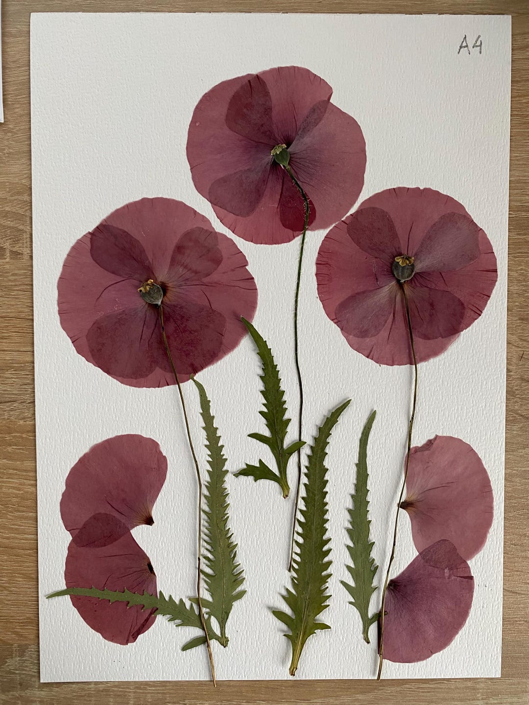 Pressed Poppy Flower Set - Etsy