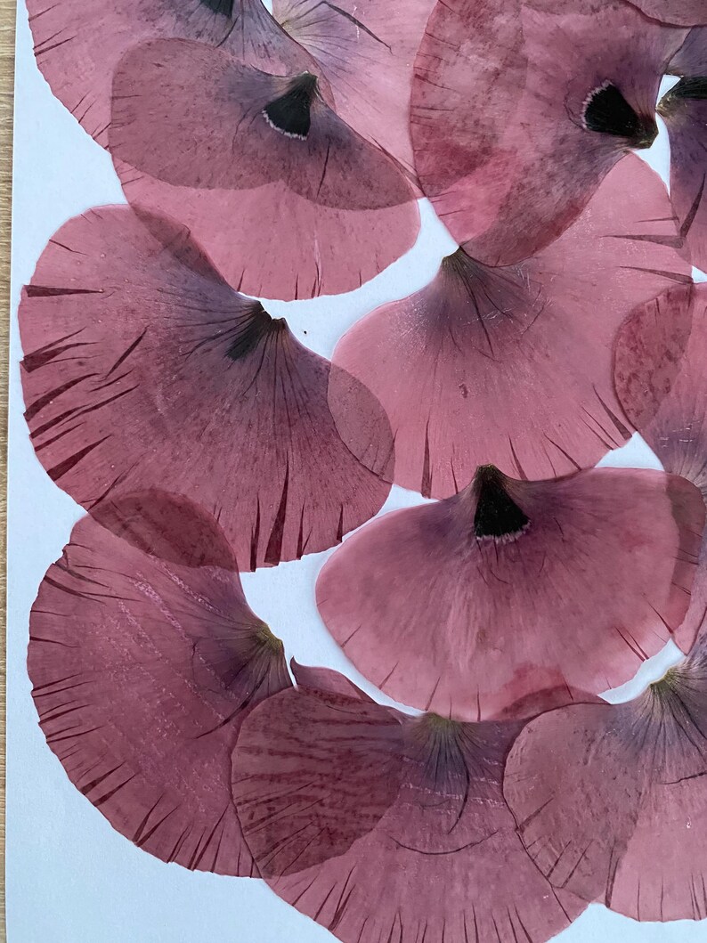 Pétalos de flor de amapola prensados 30 piezas - Etsy España