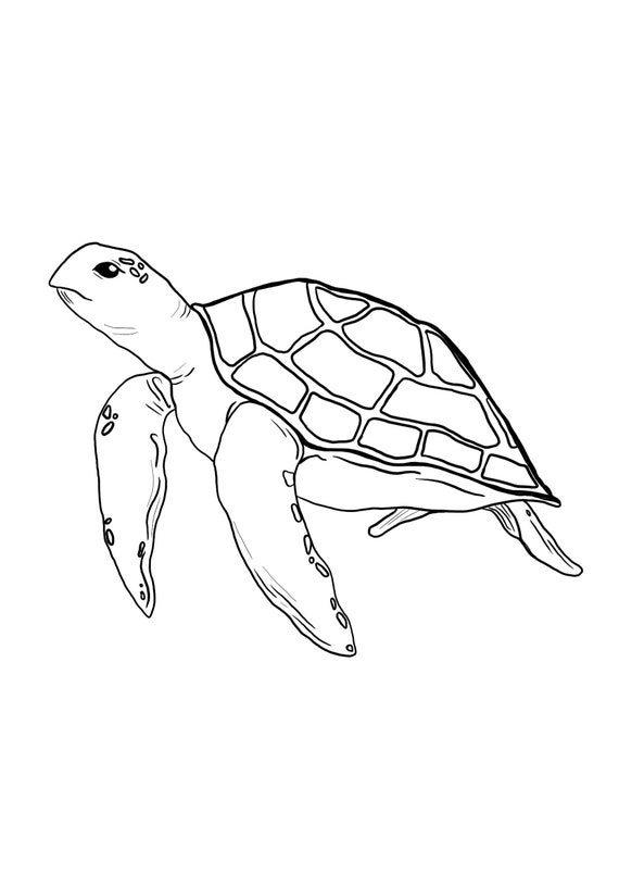 Turtle Digital Art File - Etsy