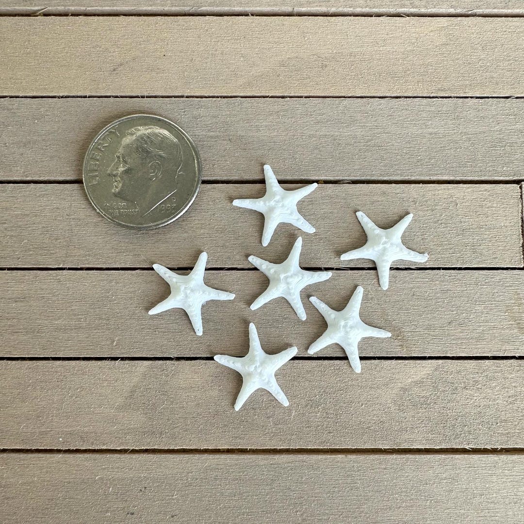 Miniature Starfish, Set of 6 - Etsy