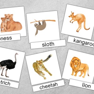 30 Jungle Animals Cards, Editable Montessori Flash Cards, Pre-school ...