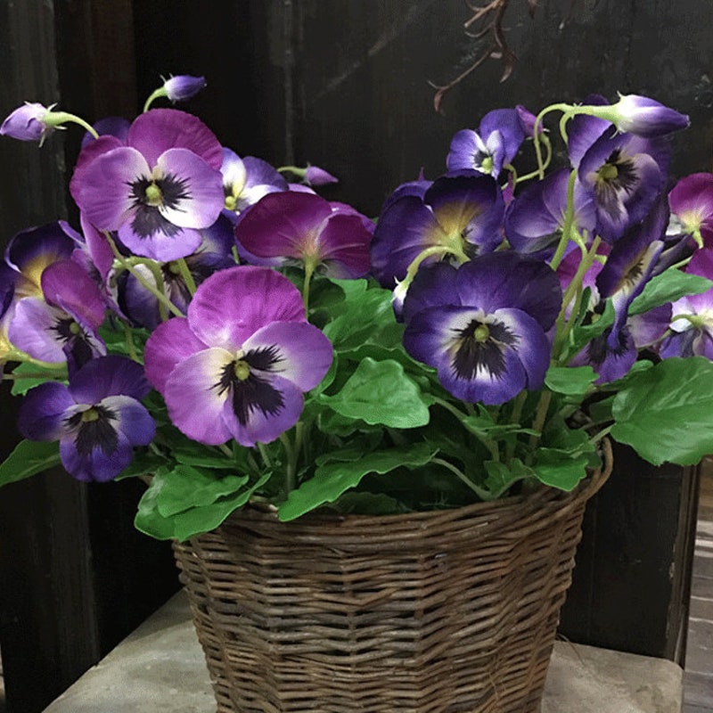Pansy Pansies - Etsy