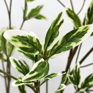 Silver Boxwood Plant Variegated Plant, Fake Foliage Twig, Rustic ...