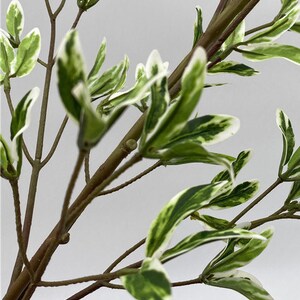 Silver Boxwood Plant Variegated Plant, Fake Foliage Twig, Rustic ...