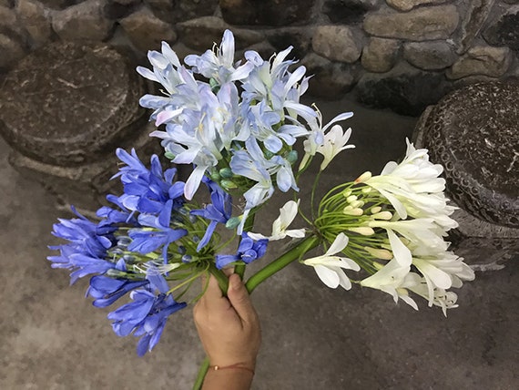 Ramo De Agapantos Azules