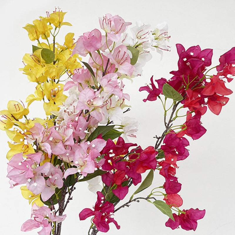 Bougainvillea Live Plant - Etsy