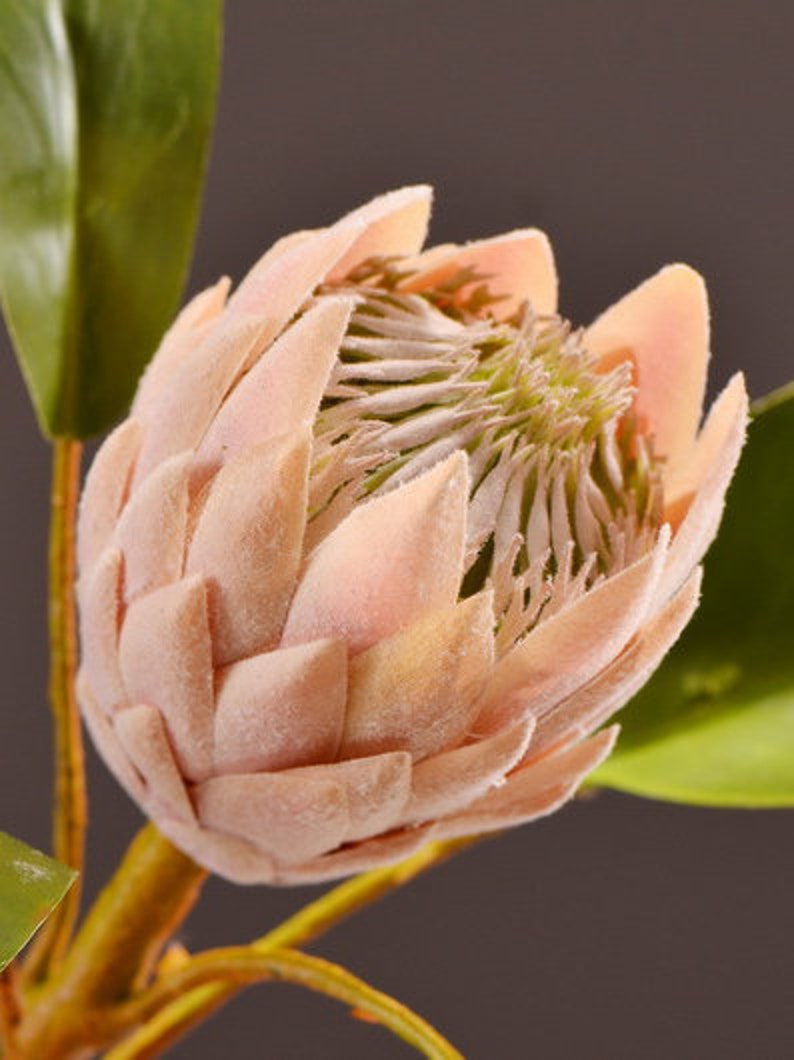 Quality Protea Stem With Leaves Tropical Flower Craft - Etsy