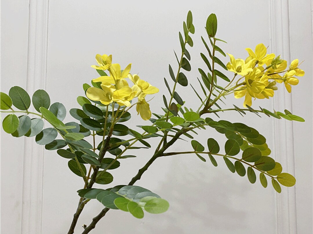 Artificial Cassia Glauca Flower With Leaves, Chinese Acacia Stems, Fake ...