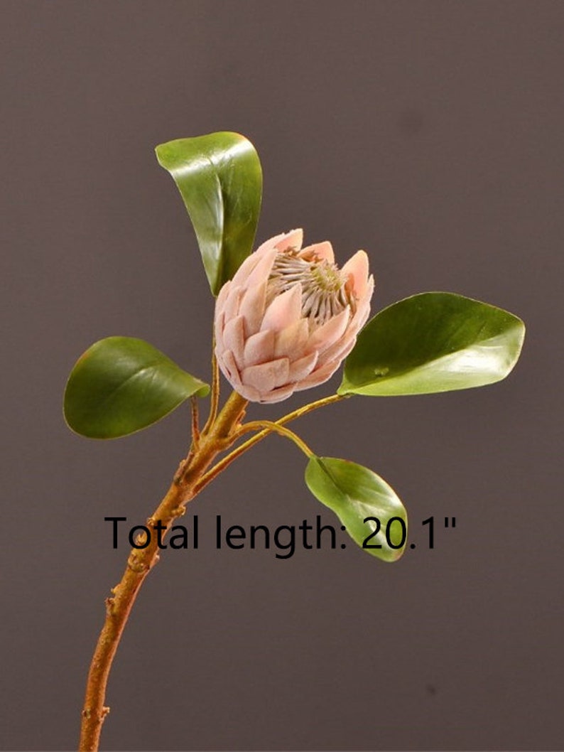 Quality Protea Stem With Leaves Tropical Flower Craft - Etsy