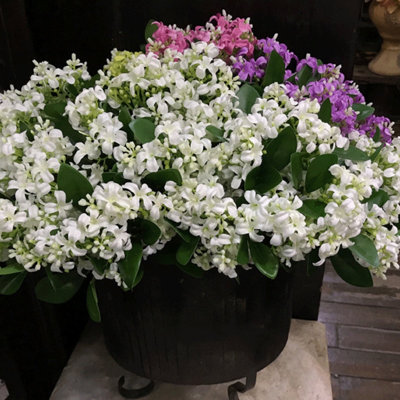 Jasmine live plants - Etsy France