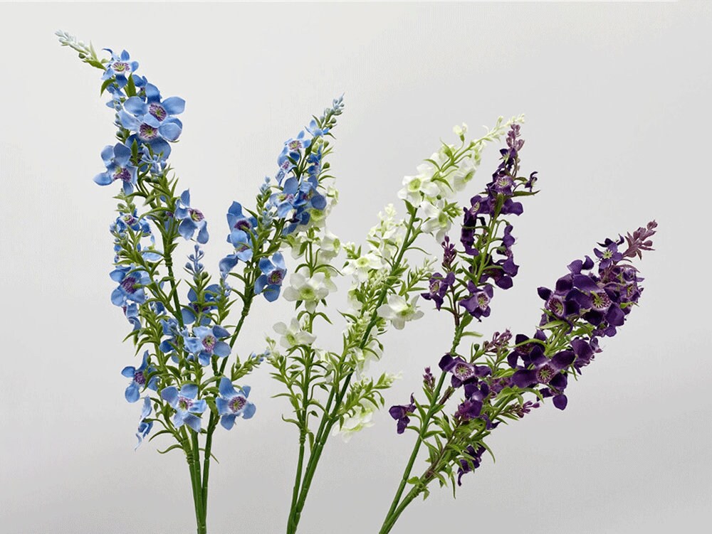 Snapdragon Plant Dried