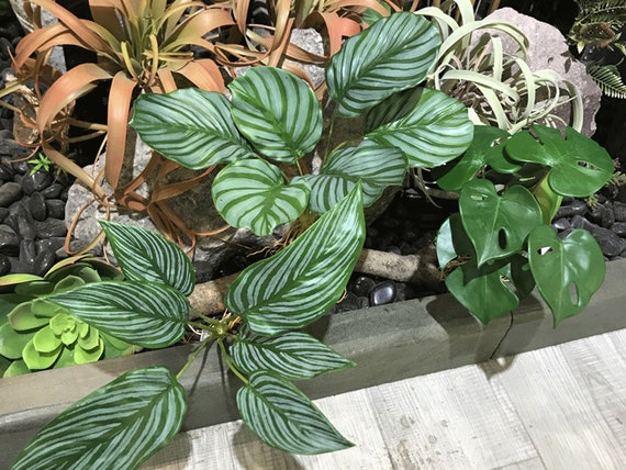 Maranta Arundinacea Variegata