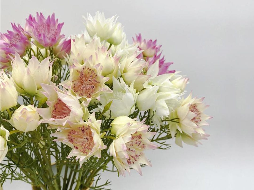 Blushing Bride Artificial Stem, Realistic Protea Serruria for Wedding ...