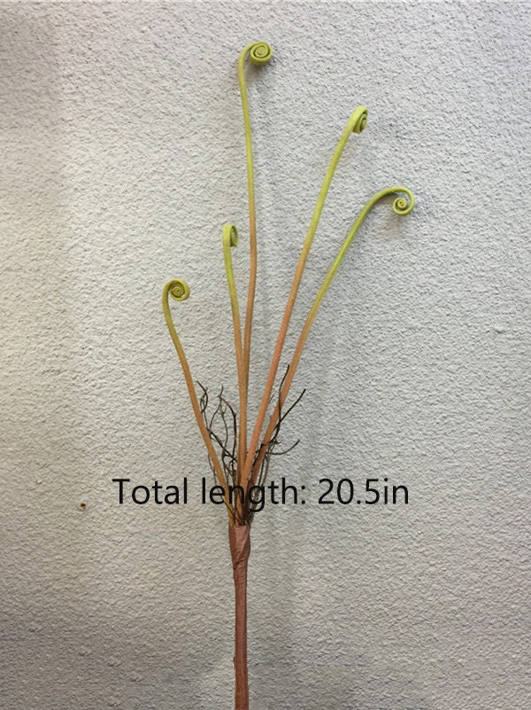 Fern Shoots With Roots Rustic Wild Plant Crafts Tropical - Etsy