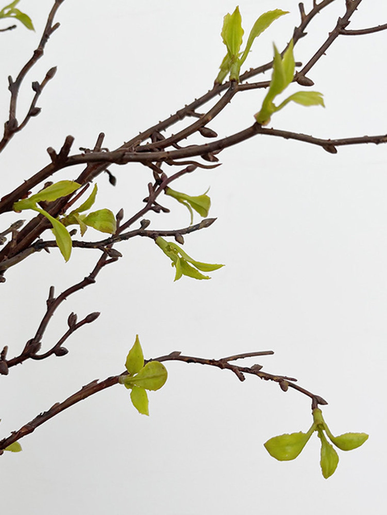 Artificial Twig Long Stem With Sprout Fake Dead Branch and - Etsy