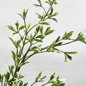Silver Boxwood Plant Variegated Plant, Fake Foliage Twig, Rustic ...