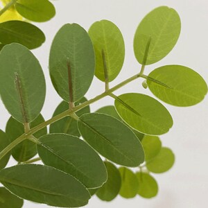 Artificial Cassia Glauca Flower With Leaves, Chinese Acacia Stems, Fake ...