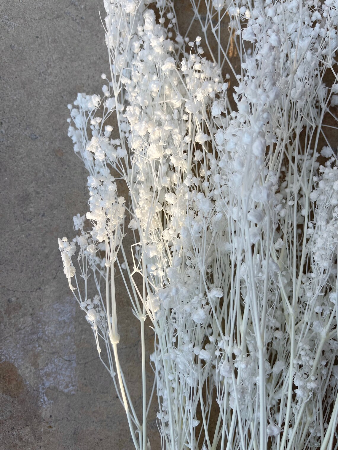 White Preserved Baby's Breath/gypsophilia - Etsy